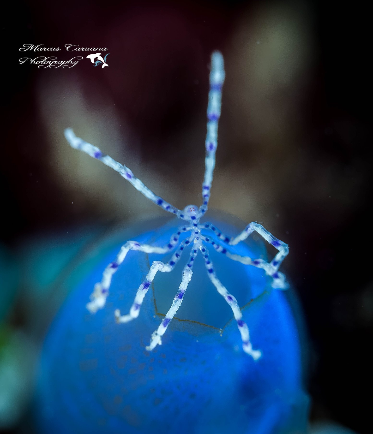 Electric Sea Spider