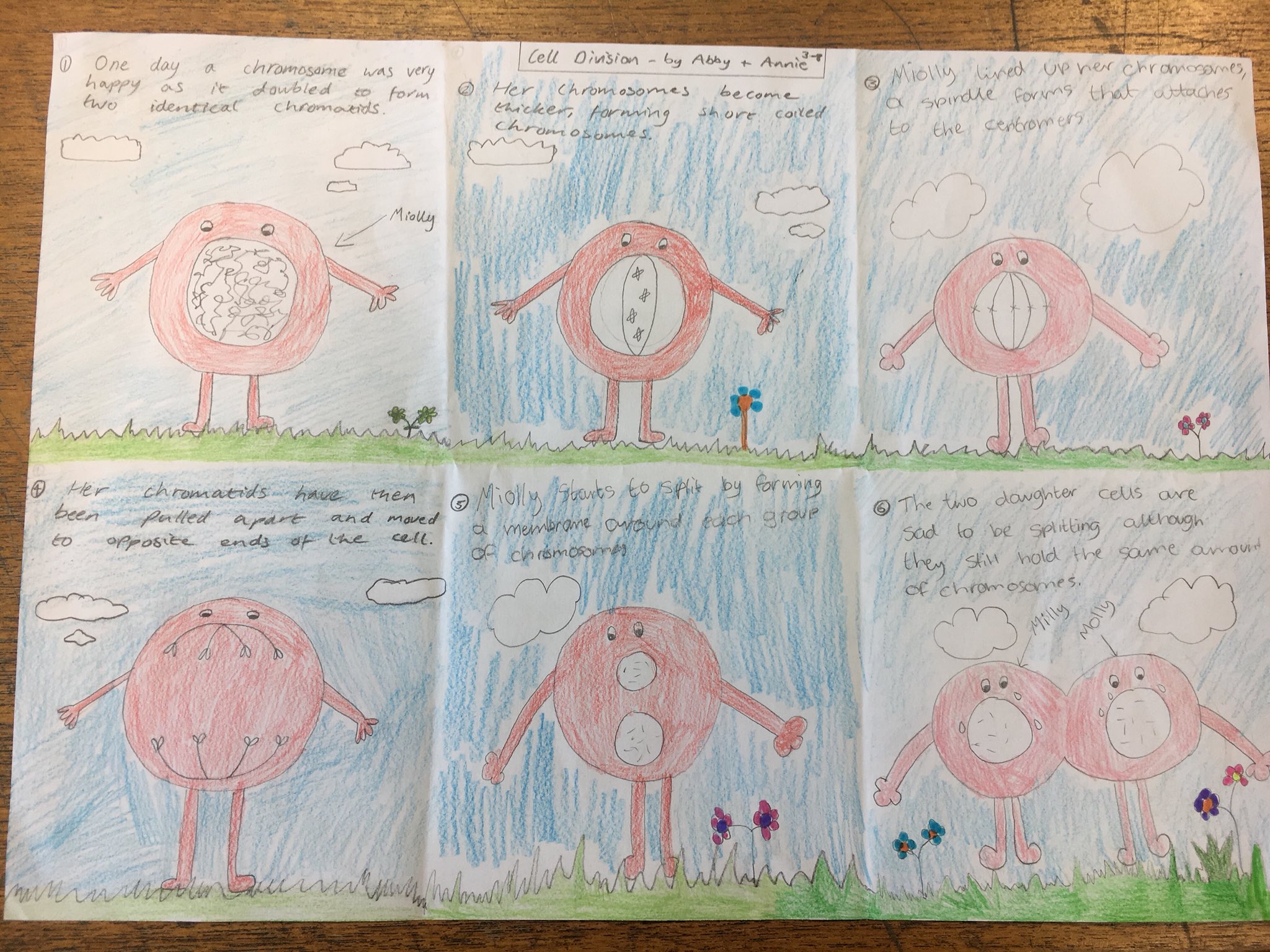 Stages Of Meiosis Cartoon