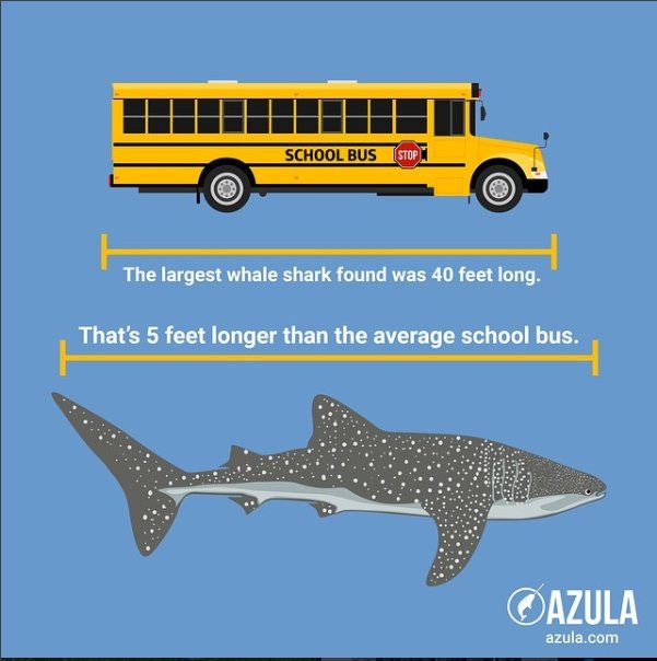 Blue Whale Size Comparison To School Bus