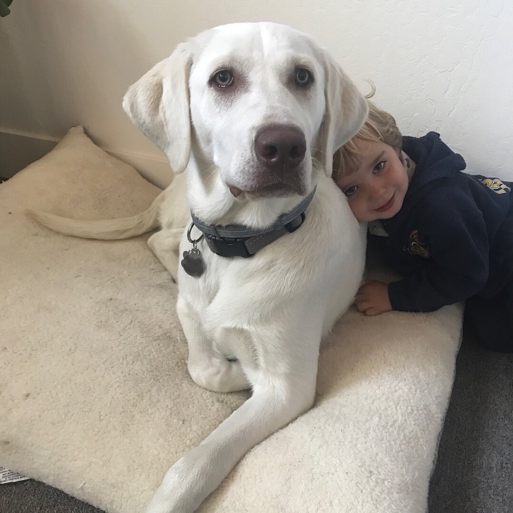 Why is EVERY GD dog a pit bull???!? : r/BanPitBulls