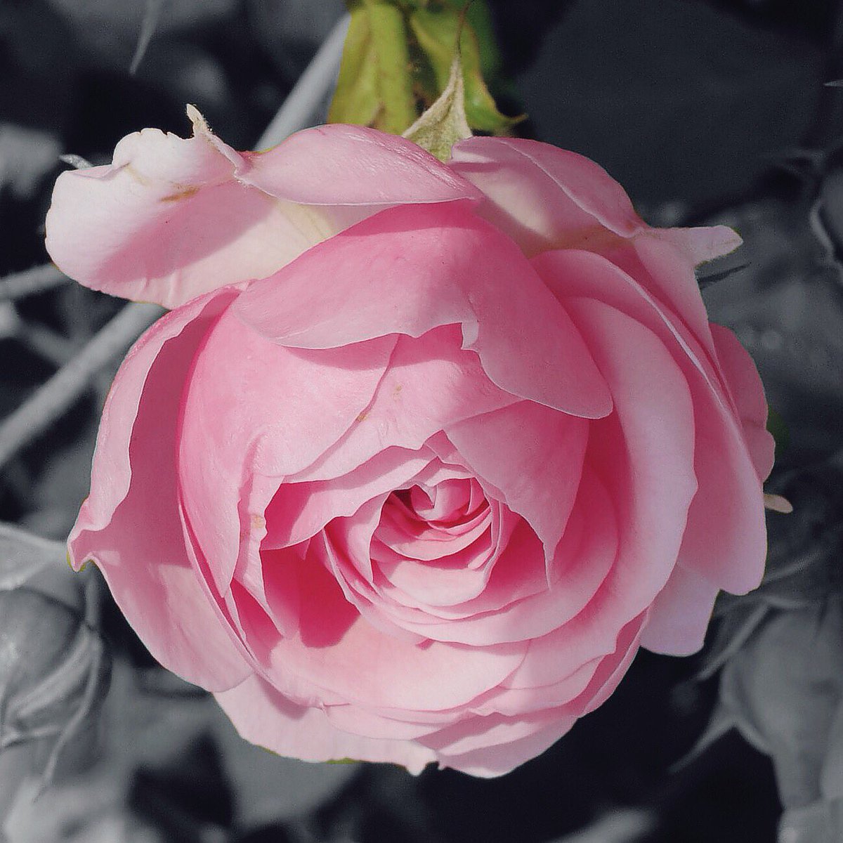 ユズノキ (@yznk_BC) | Twitter