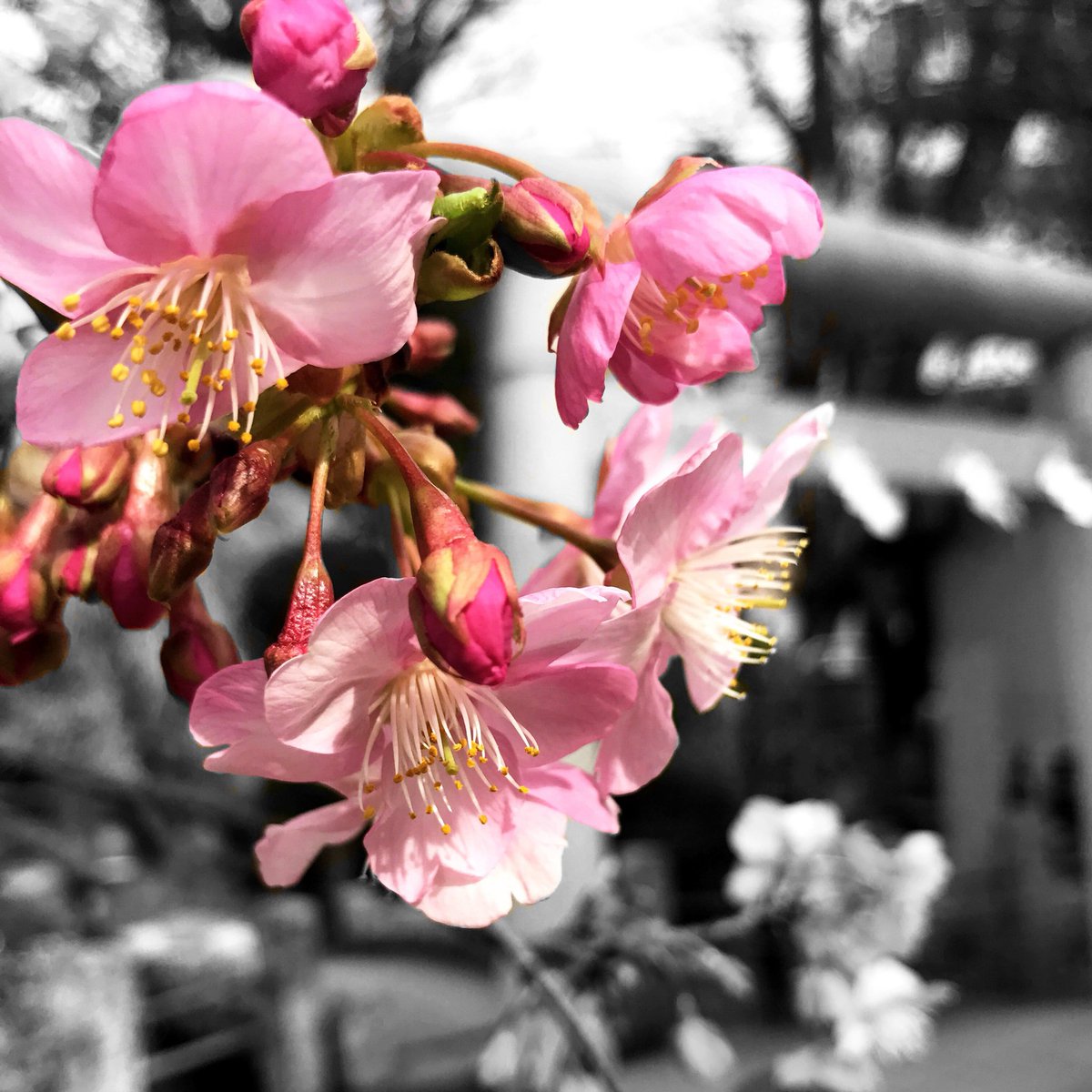 ユズノキ (@yznk_BC) | Twitter