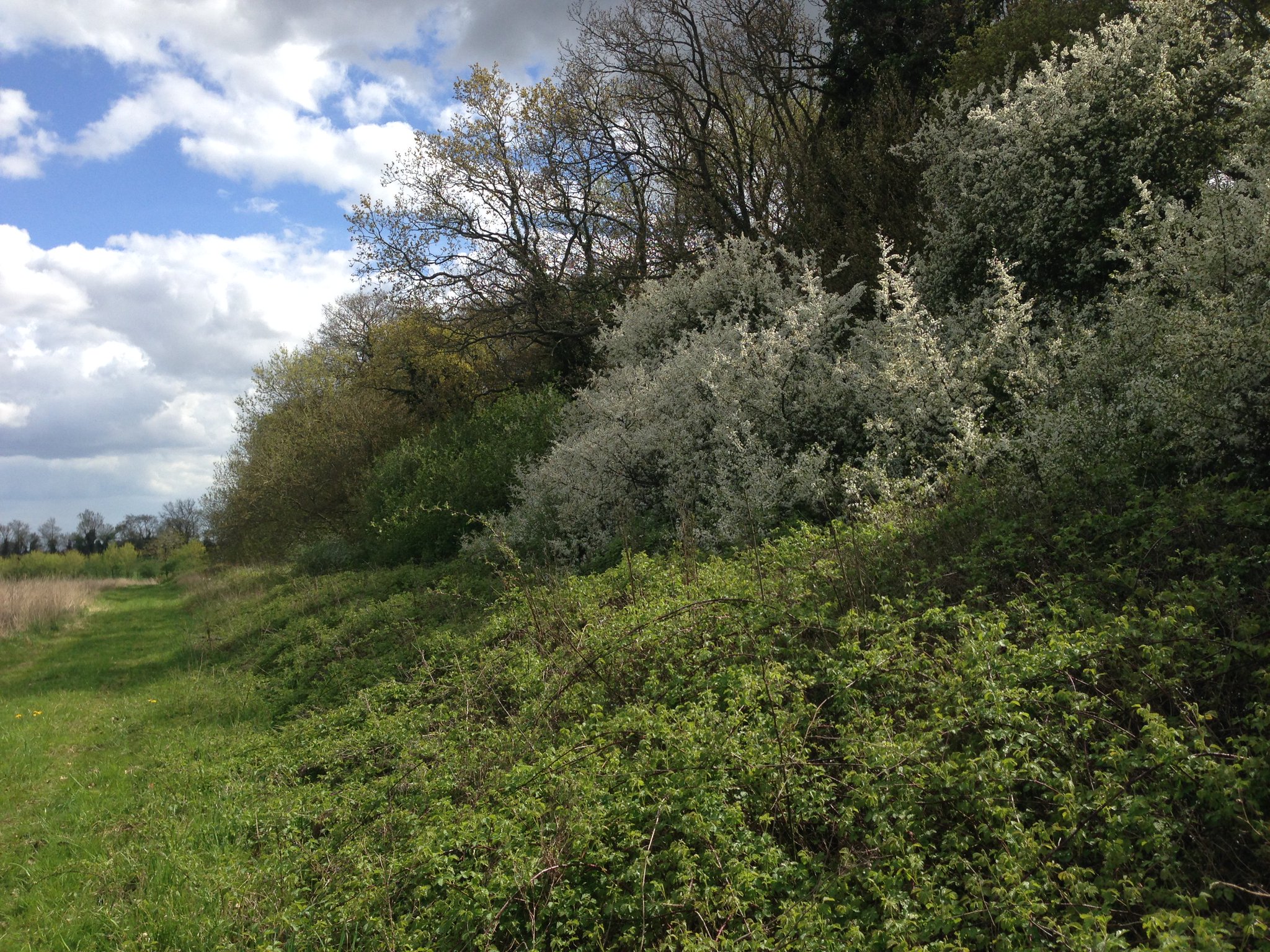 RSPB England 🌍 on Twitter: "Woodland edges are important areas for ...