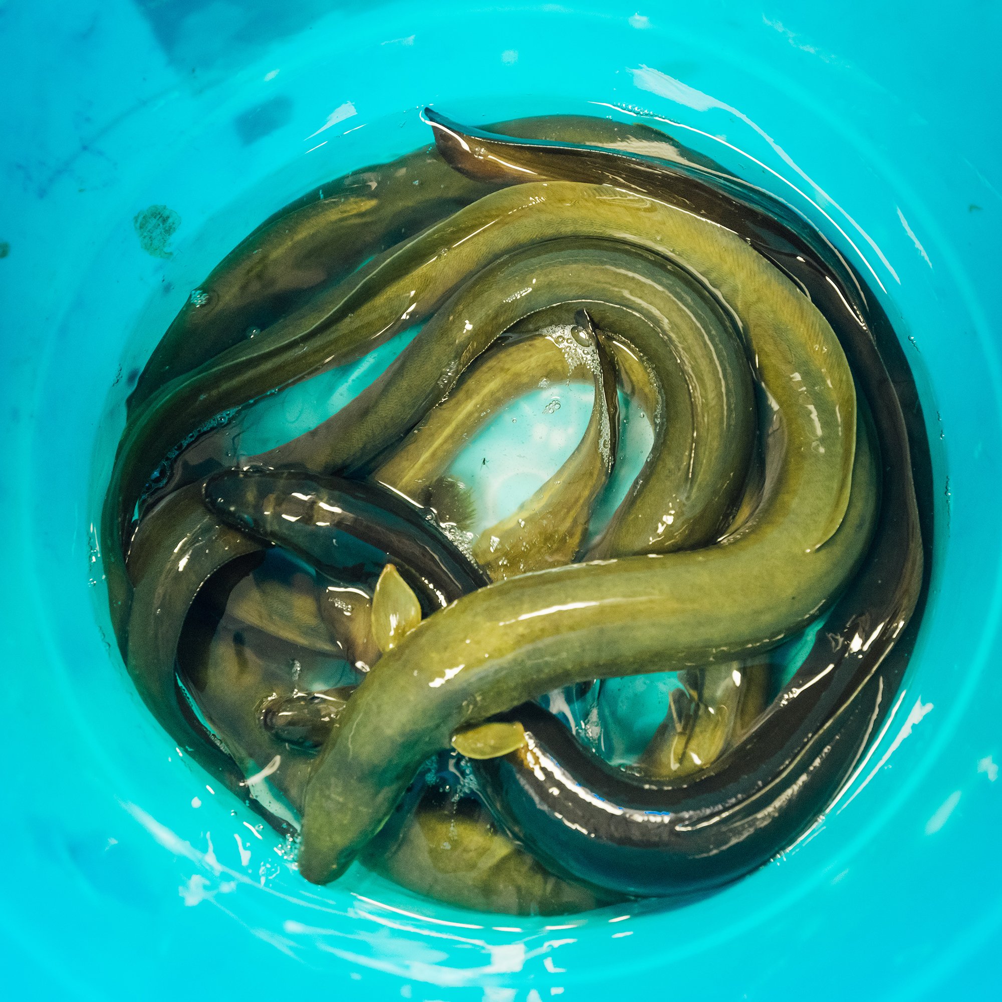 Sargasso Sea Eels