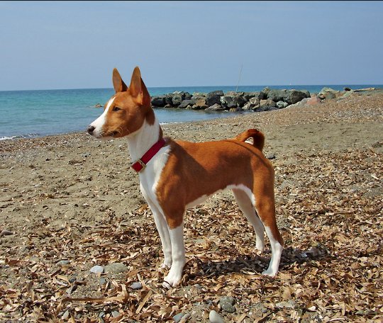Basenjis Why Cant This Dog Bark