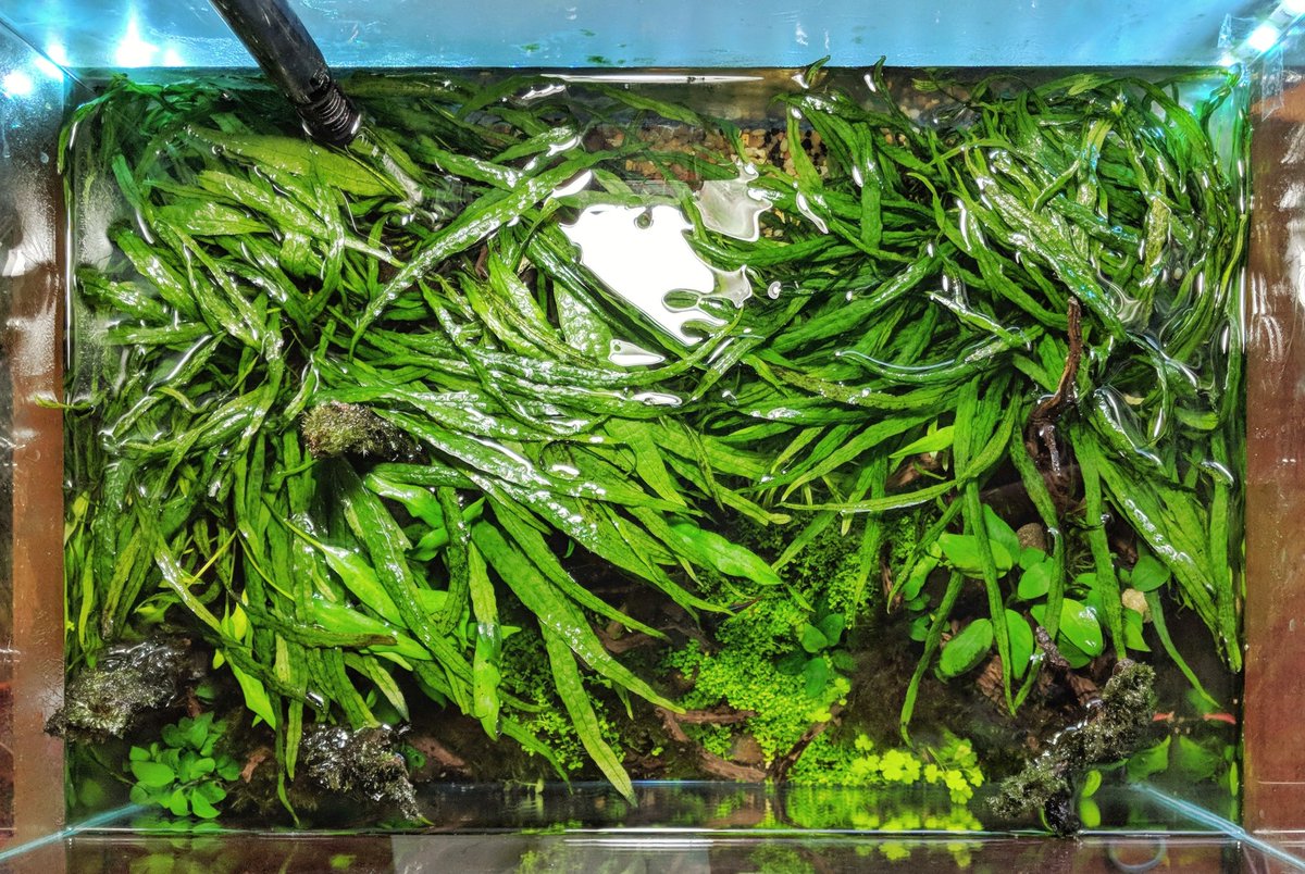 Needle Leaf Java Fern