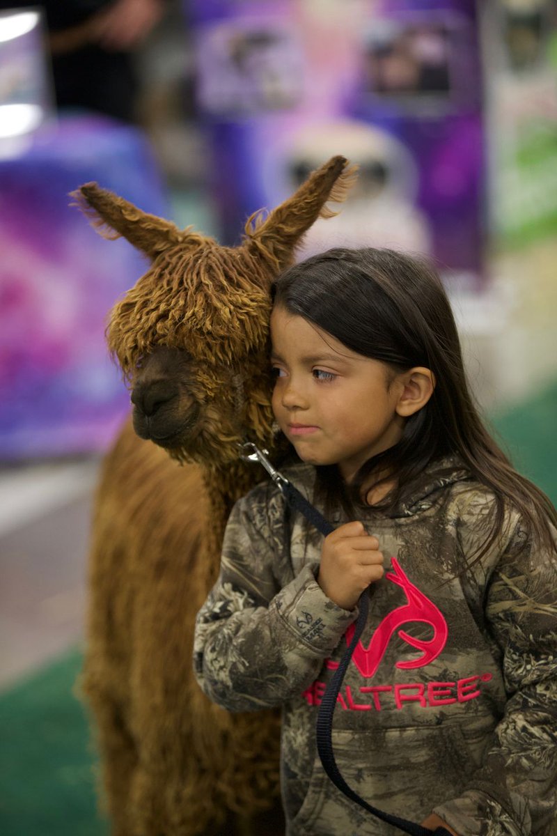 Hundreds of Alpacas from across the western United States are competing ...