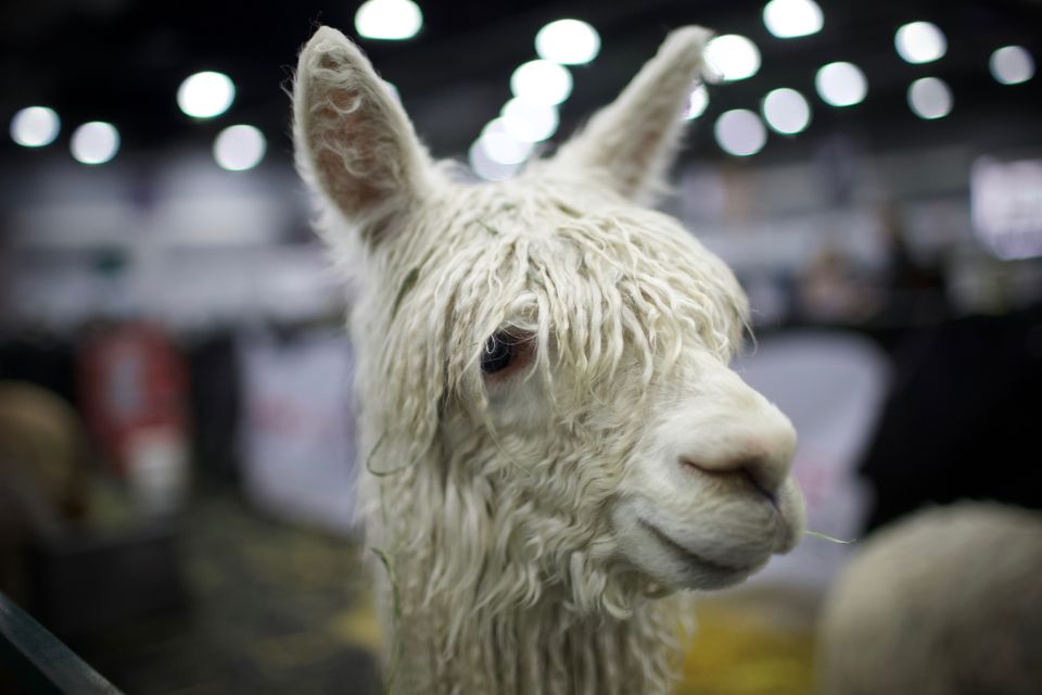 Hundreds of Alpacas from across the western United States are competing ...