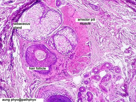 Piloerector Muscle Histology
