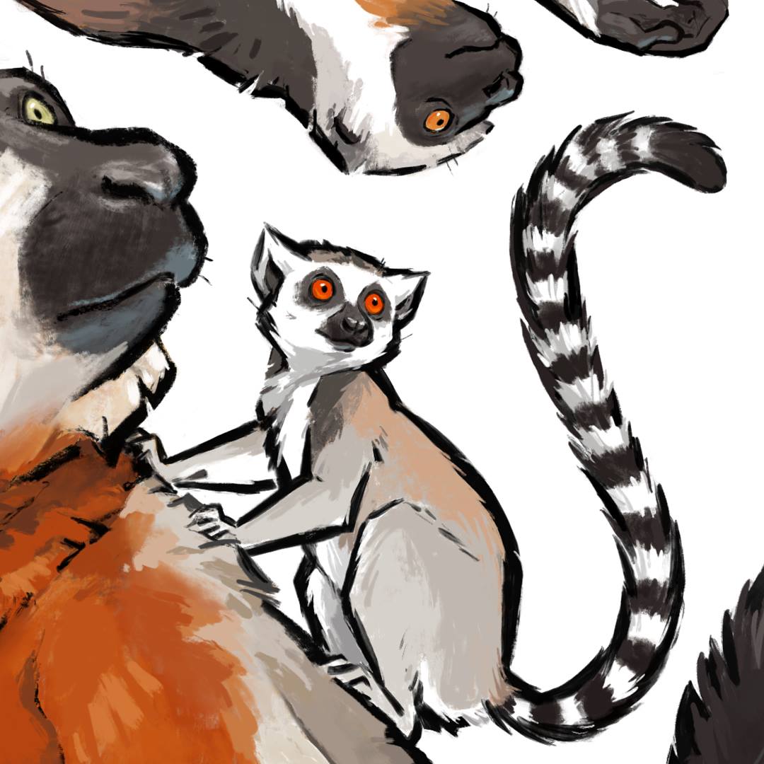 Megaladapis Vs Archaeoindris