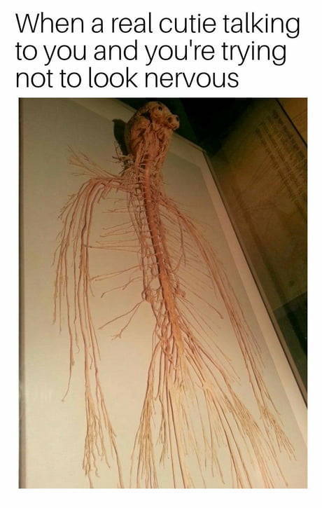 Funny Anatomy Memes Just Vibes #Meme #MemeCut #anatomy #physiology