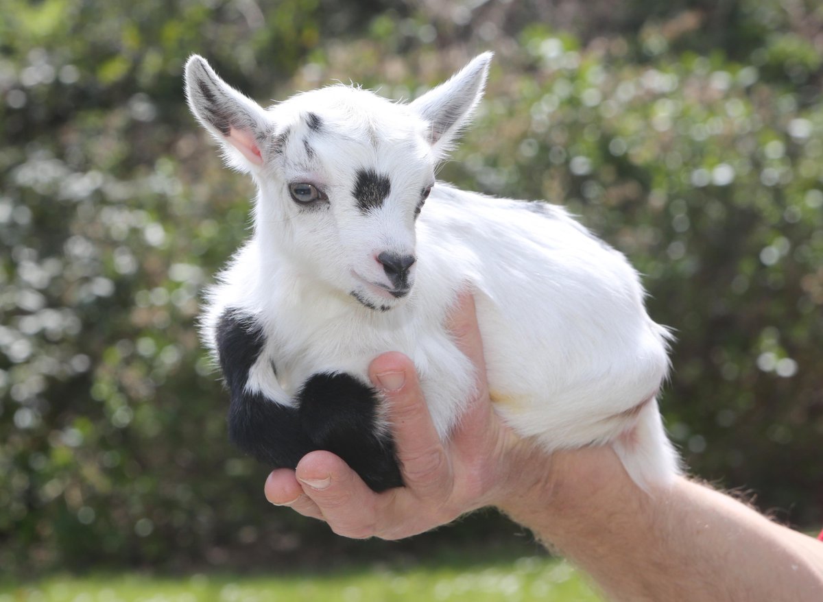 Baby Billy Goat Open Farm Day To Feature A Goat Baby Petting Zoo And