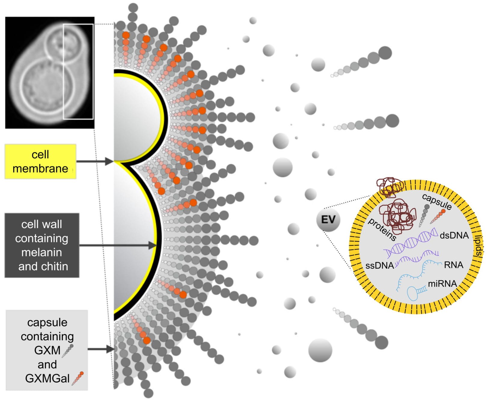 Cryptococcus Culture