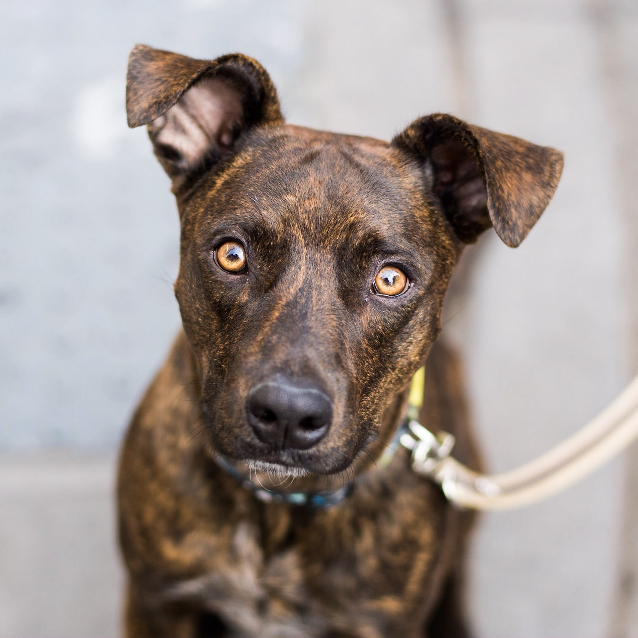Plott Hound Boxer Mix