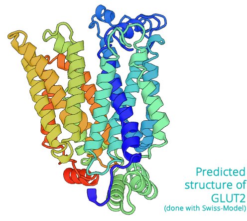 Glut2 Structure