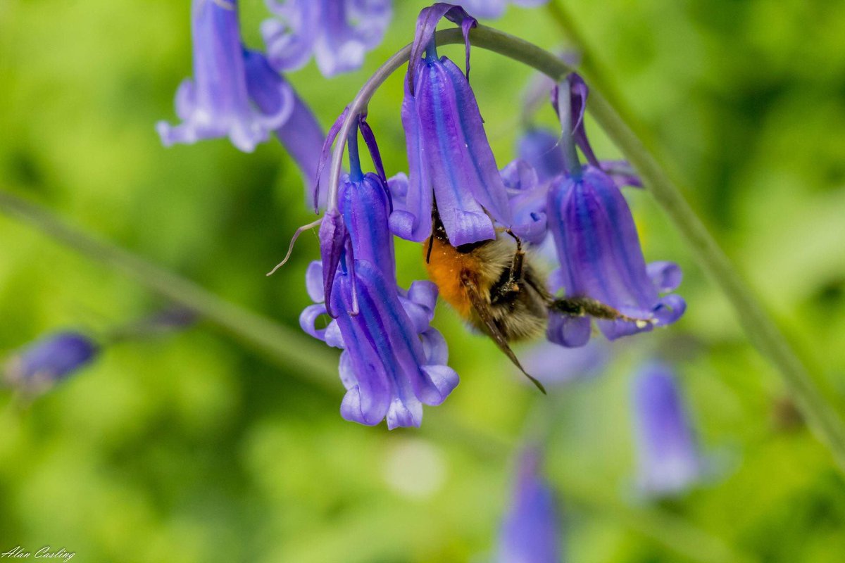 Today's Photo of the Day is this close-up bluebell shot by Alan Casling ...