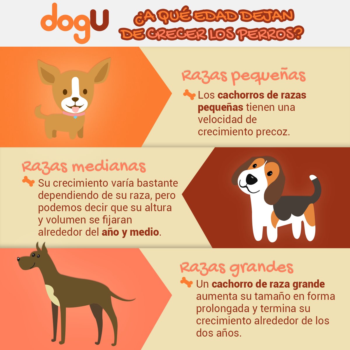 Cuantos Años Tiene Un Cachorro Cuando Deja De Crecer
