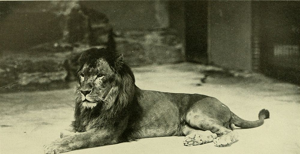 Barbary Lion Sultan