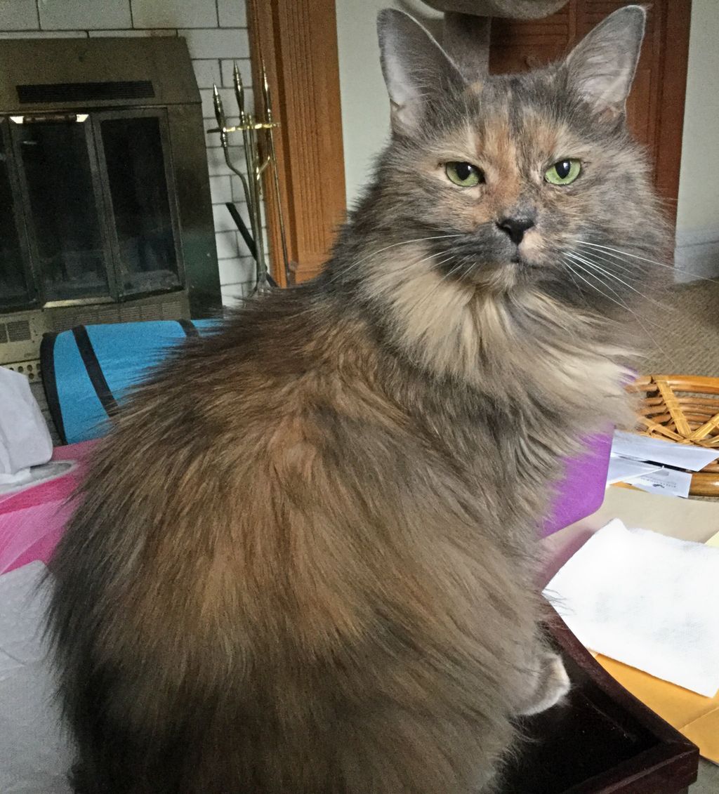 Dilute Tortoiseshell Cat