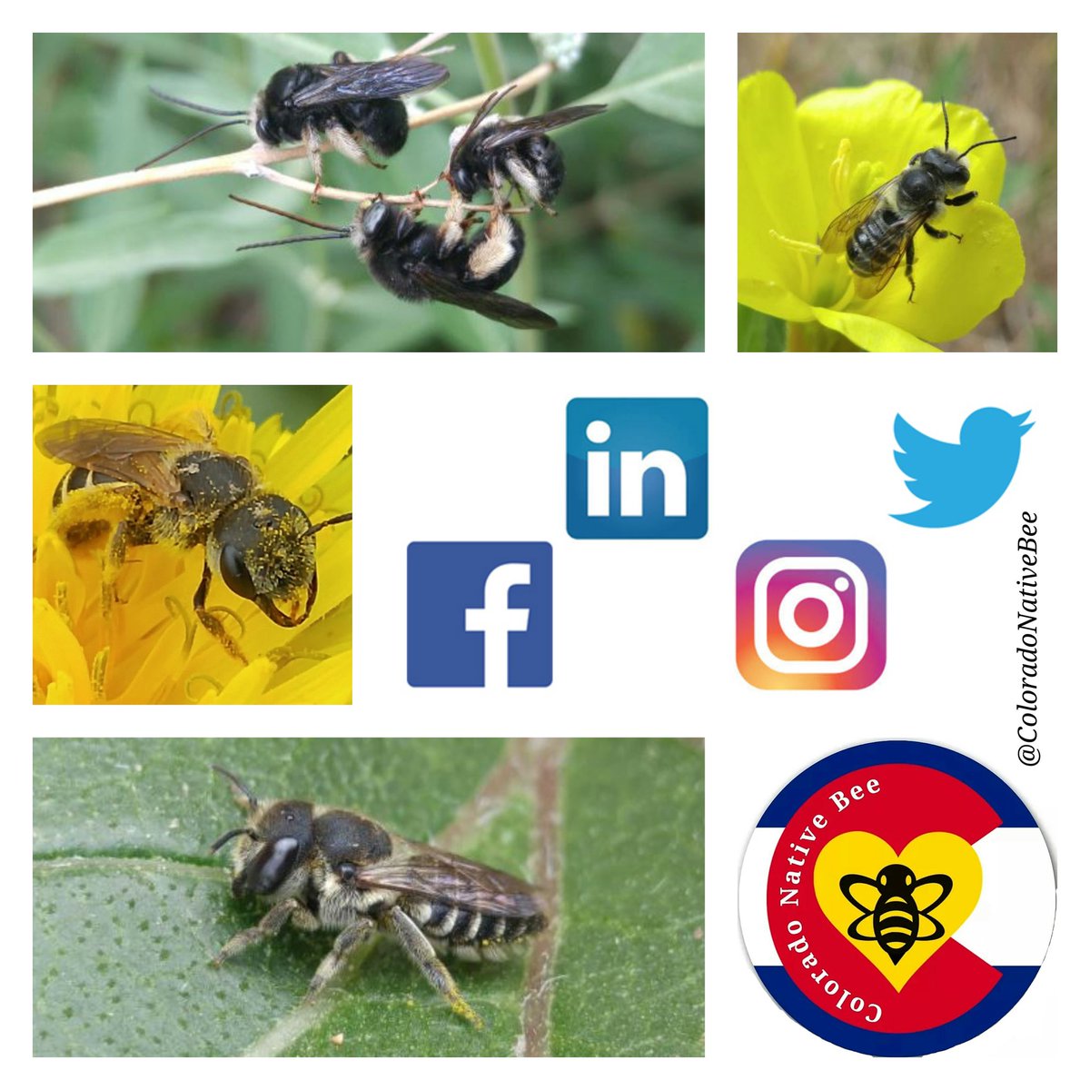 Ryan Bartlett (@CoNaturalist) | Twitter