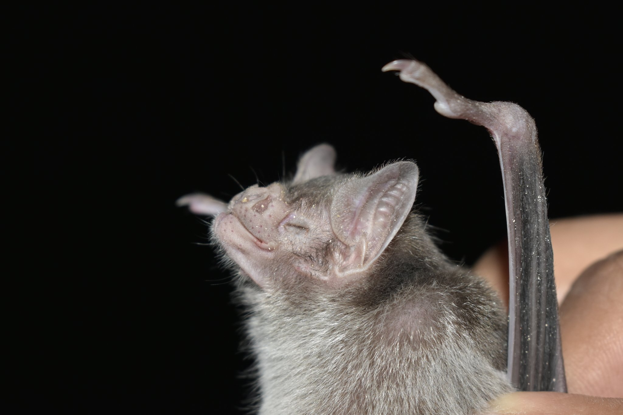Vampire Bat Animal Wildlife