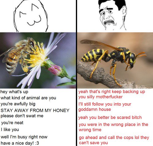 Wasp Bee Memes