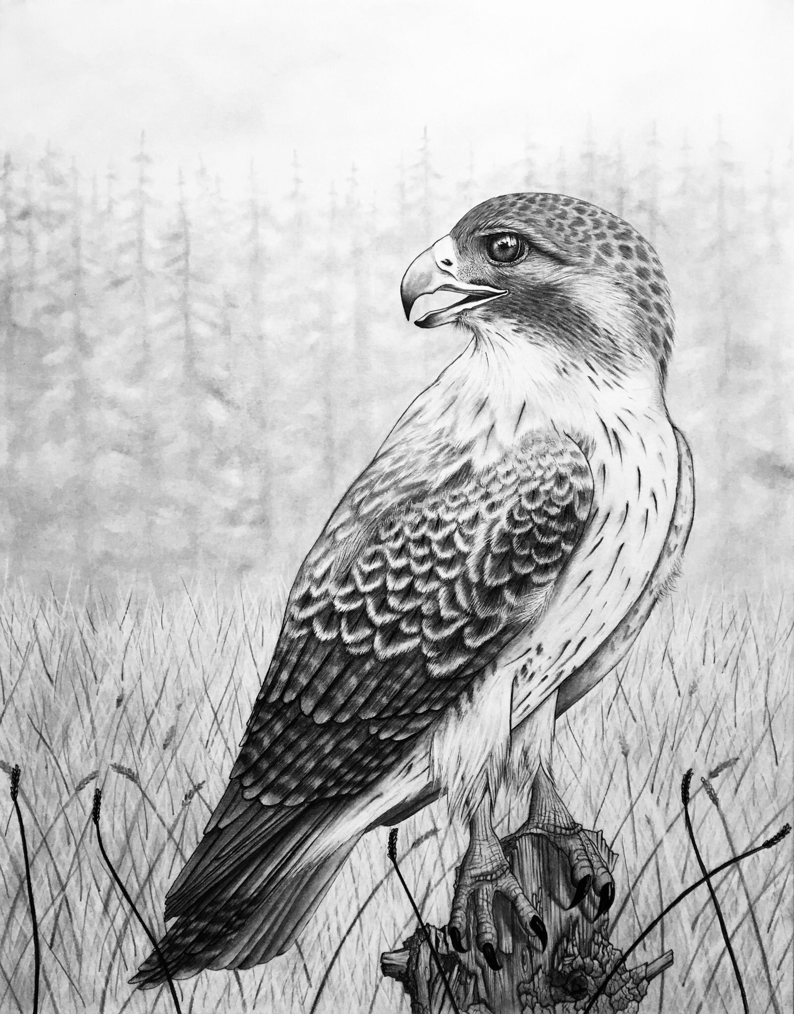 Pencil Drawings Of Red Tail Hawks