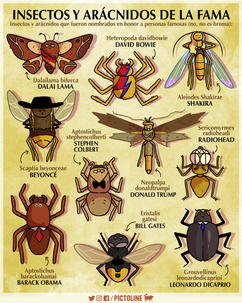 Nombres De Insectos