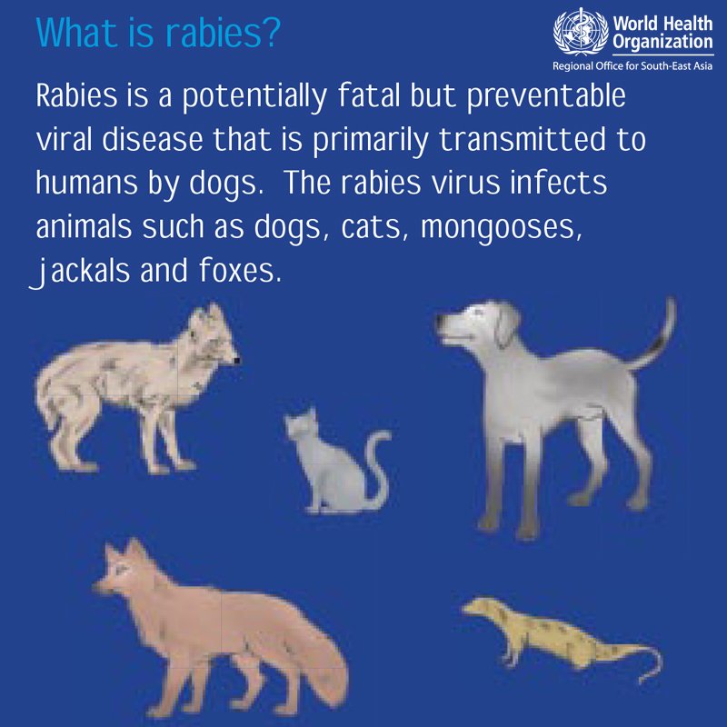 Is Rabies Fatal In Dogs