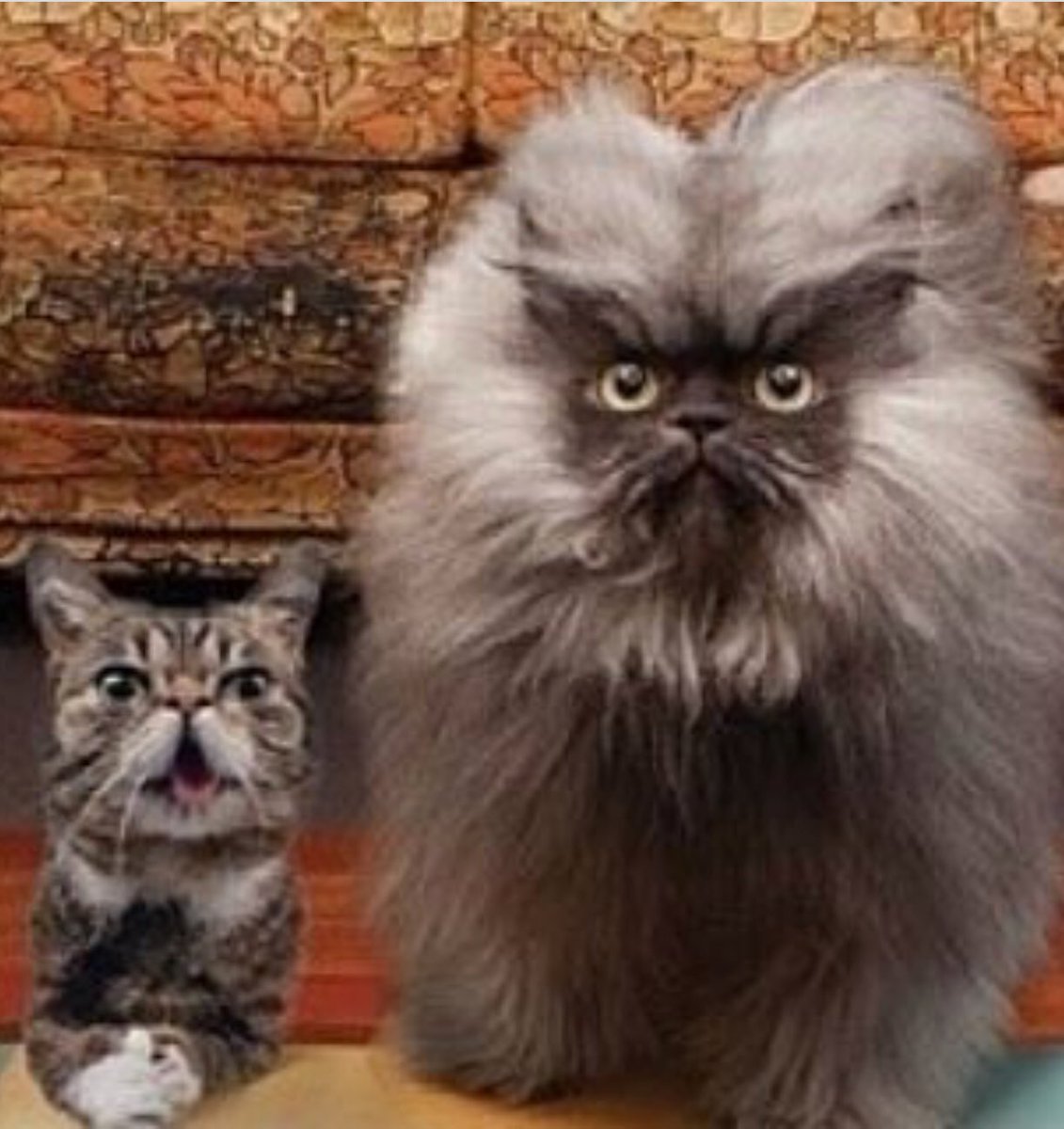 Colonel Meow Lil Bub