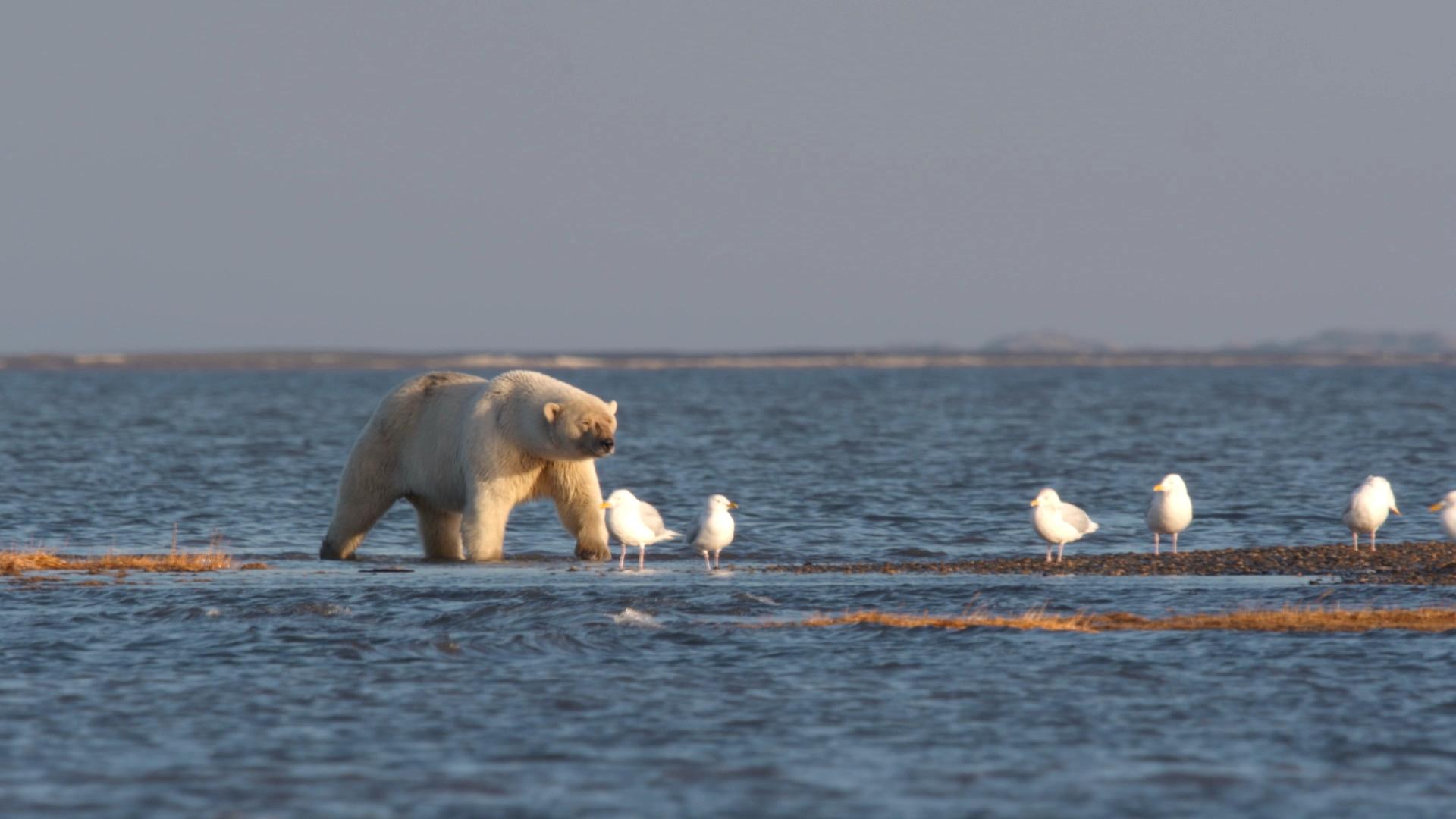 Nat Geo WILD on Twitter: "In Alaska’s Grizzly Gauntlet, survival expert ...