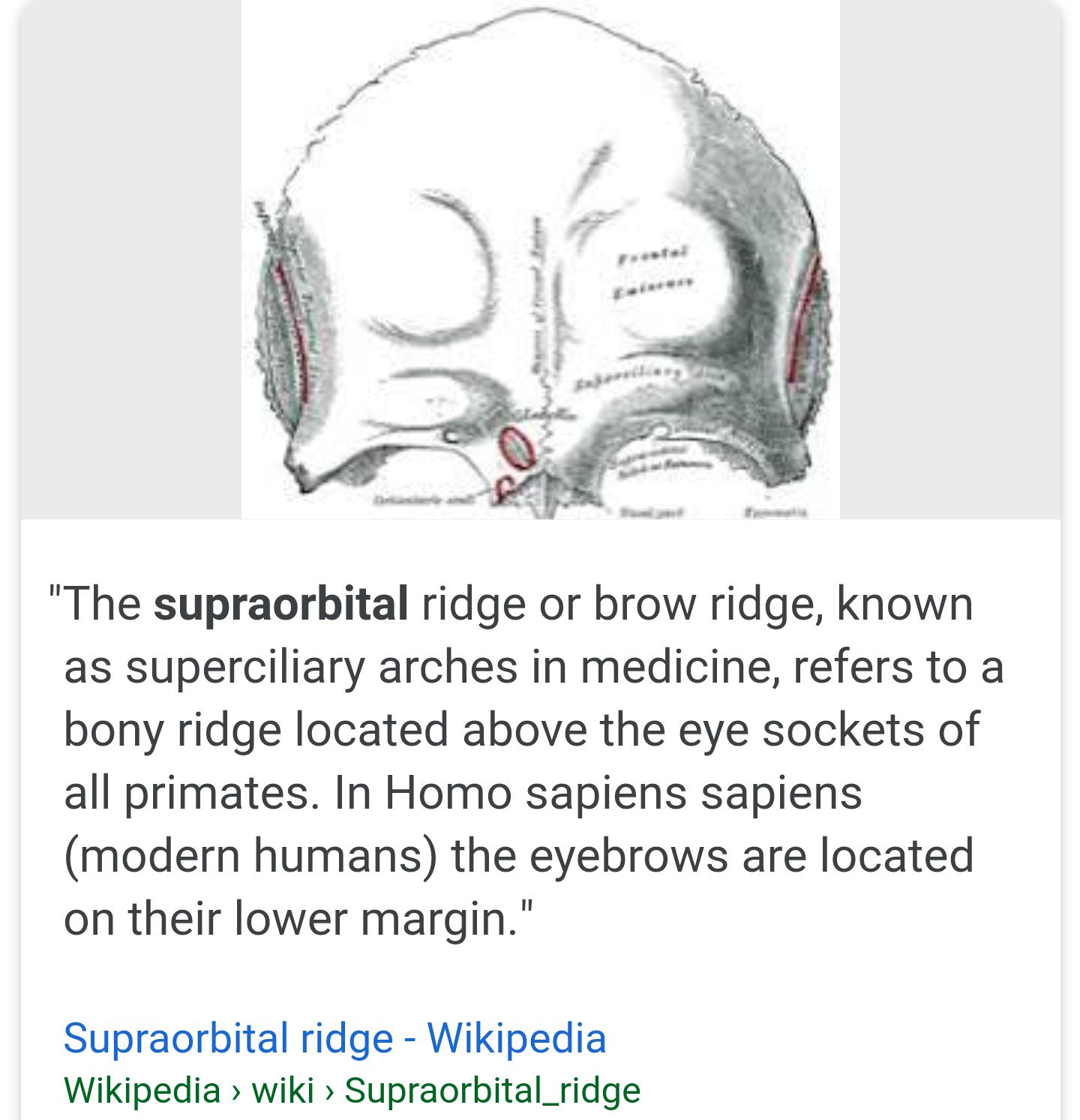 Supraorbital Ridge