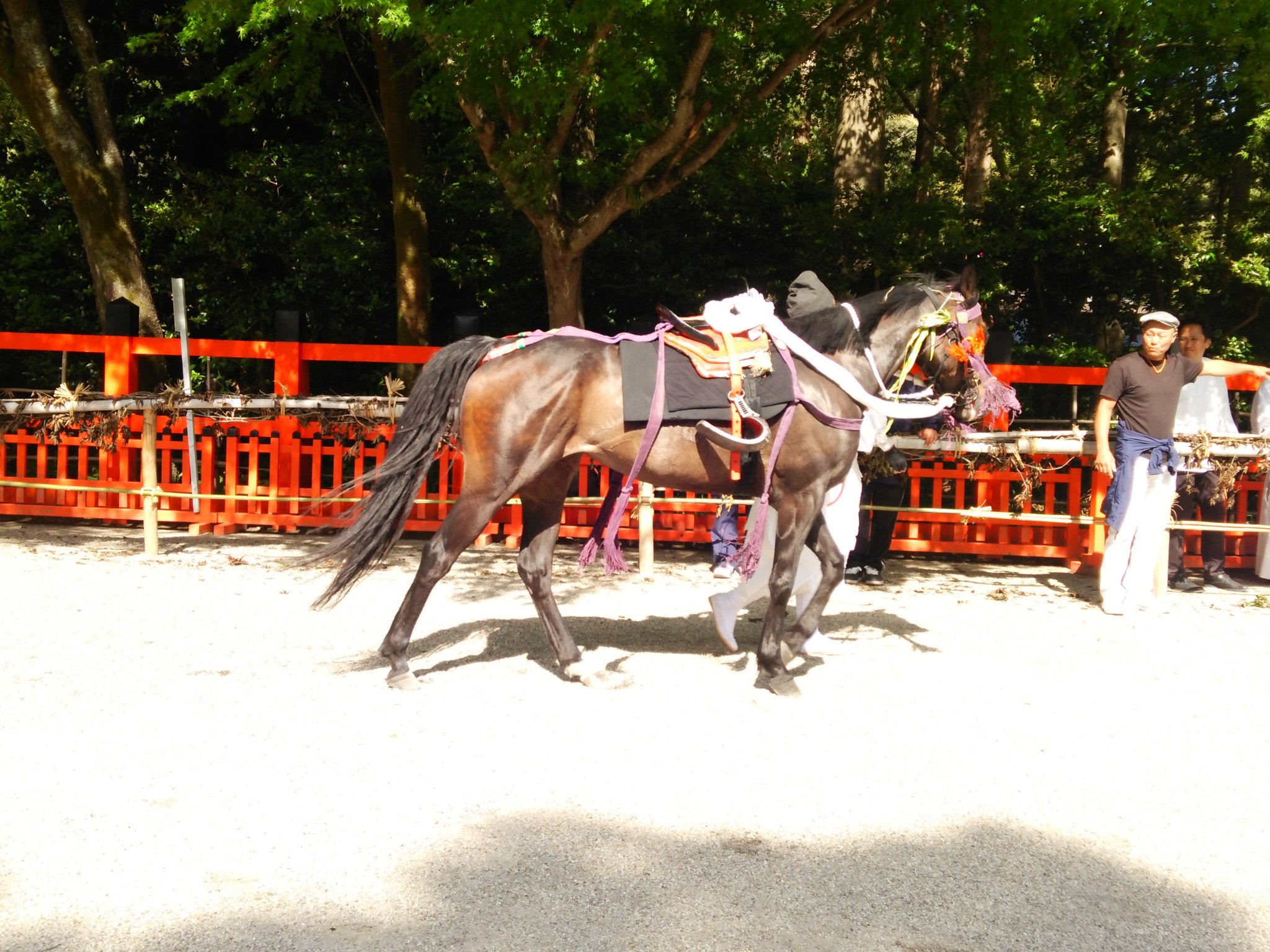すみれの言葉 on Twitter: "上賀茂神社で競馬見物。…