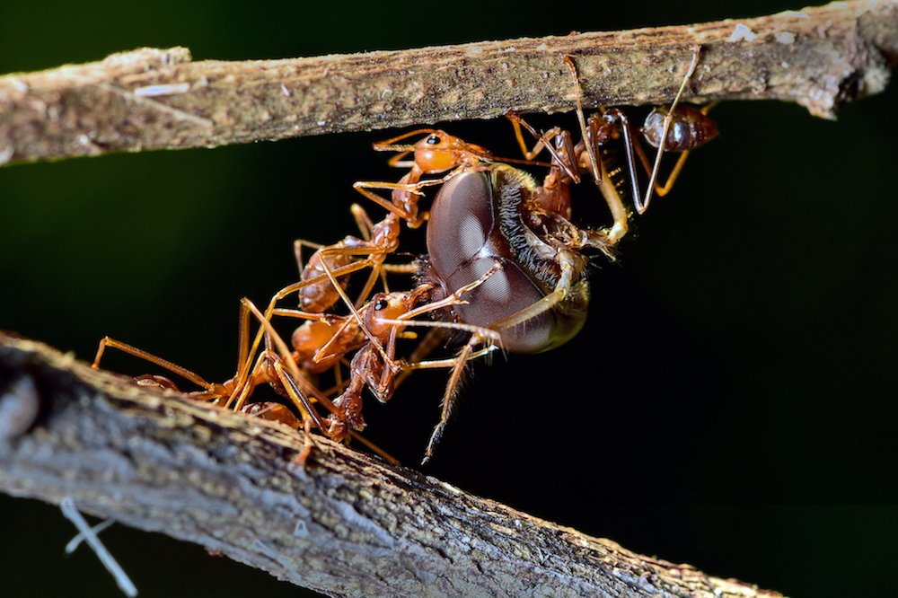 Ant Unity Is Strength