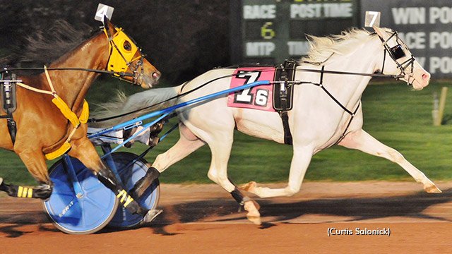 White Standardbred Horse