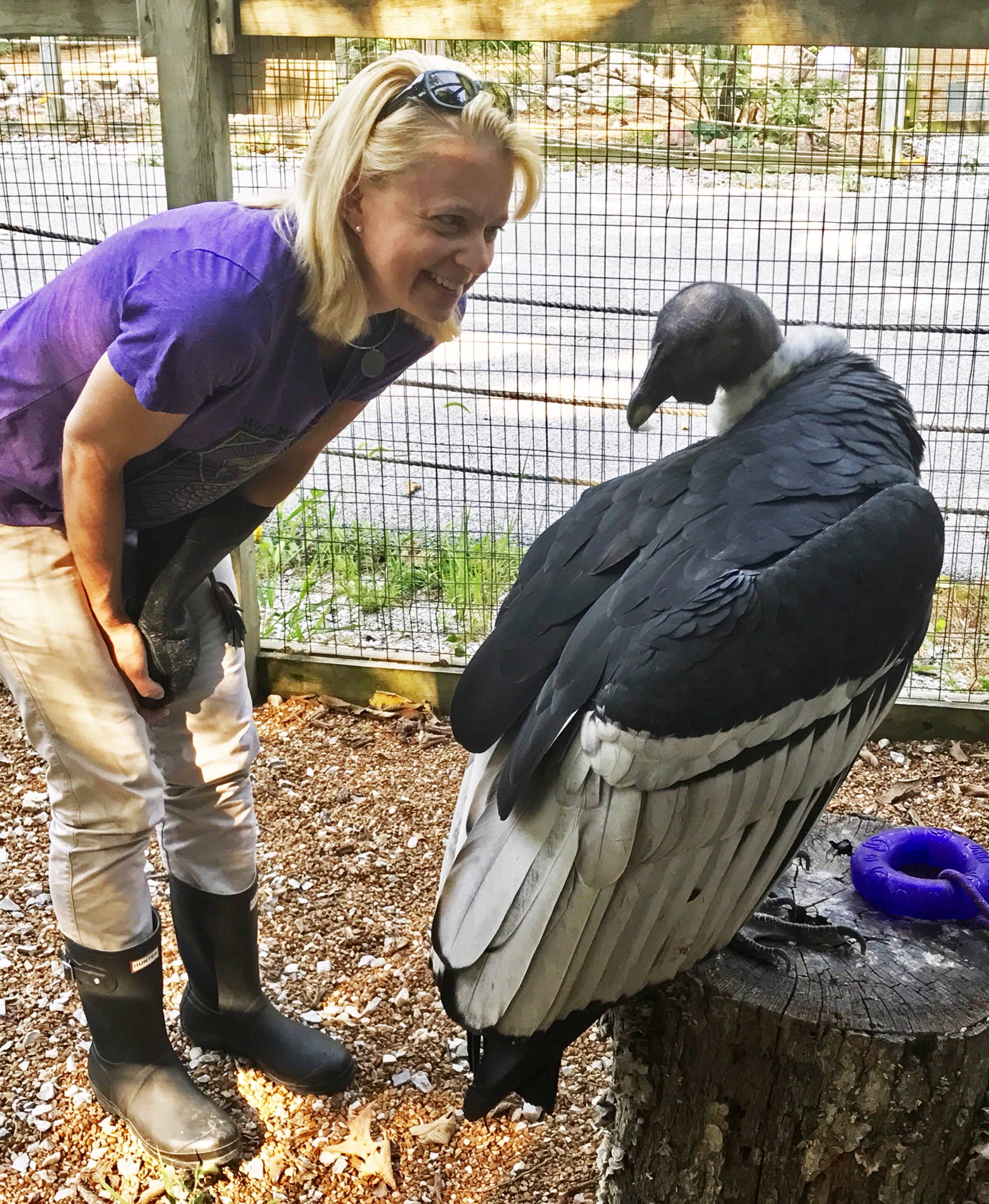 Andean Condor Size Comparison