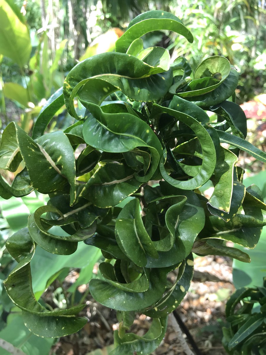 Curly Croton Plant Leaf