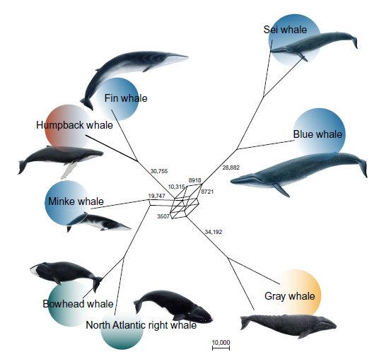 Whale Family Tree