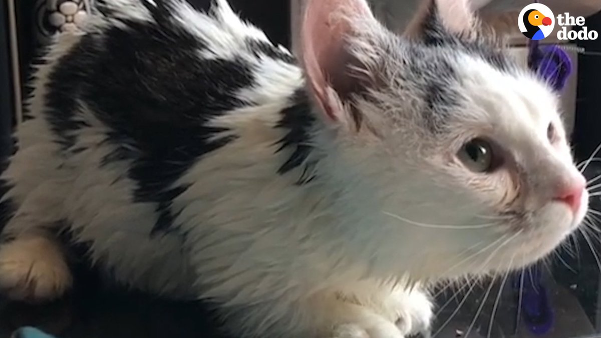 Giselle is a blind, 3-pound cat who was born with very short legs a ...