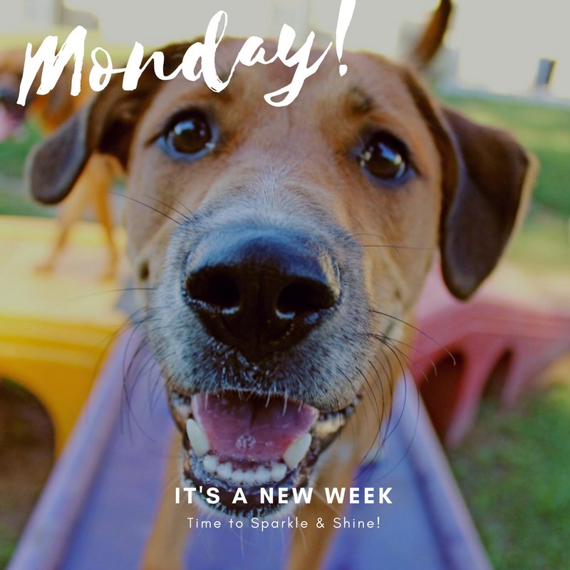 Have A Good Week Dog