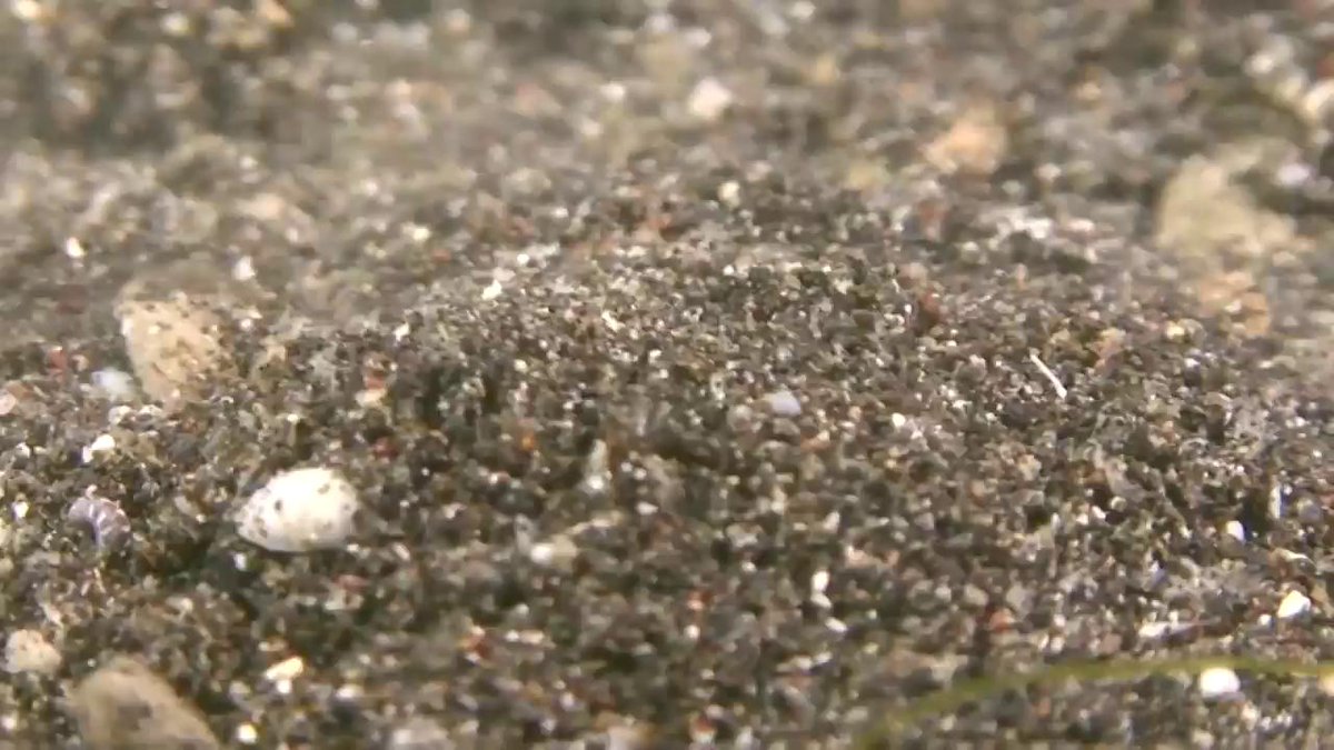 The most terrifying hunter in the sea might be ... a 10 foot long worm ...