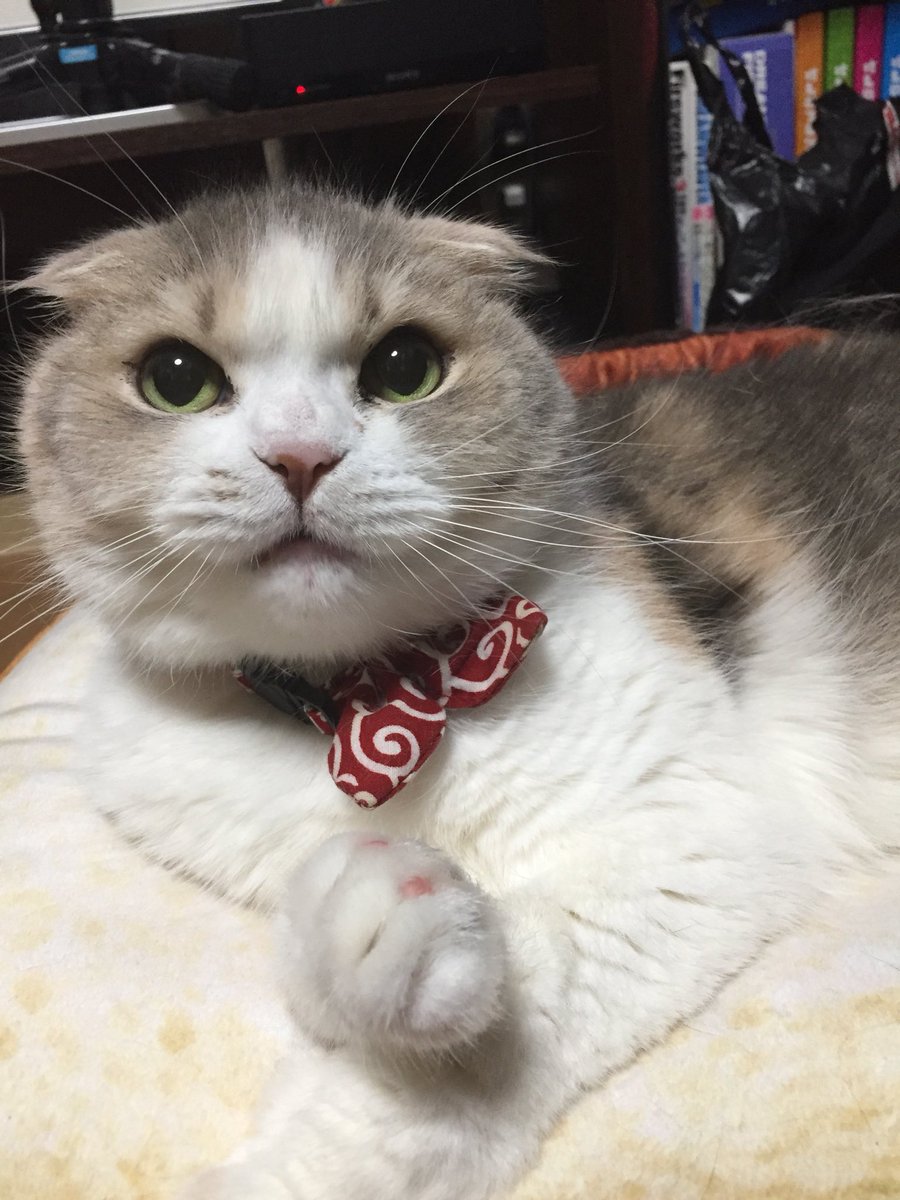 毛小桑 (@Moco_Rachel) | Twitter