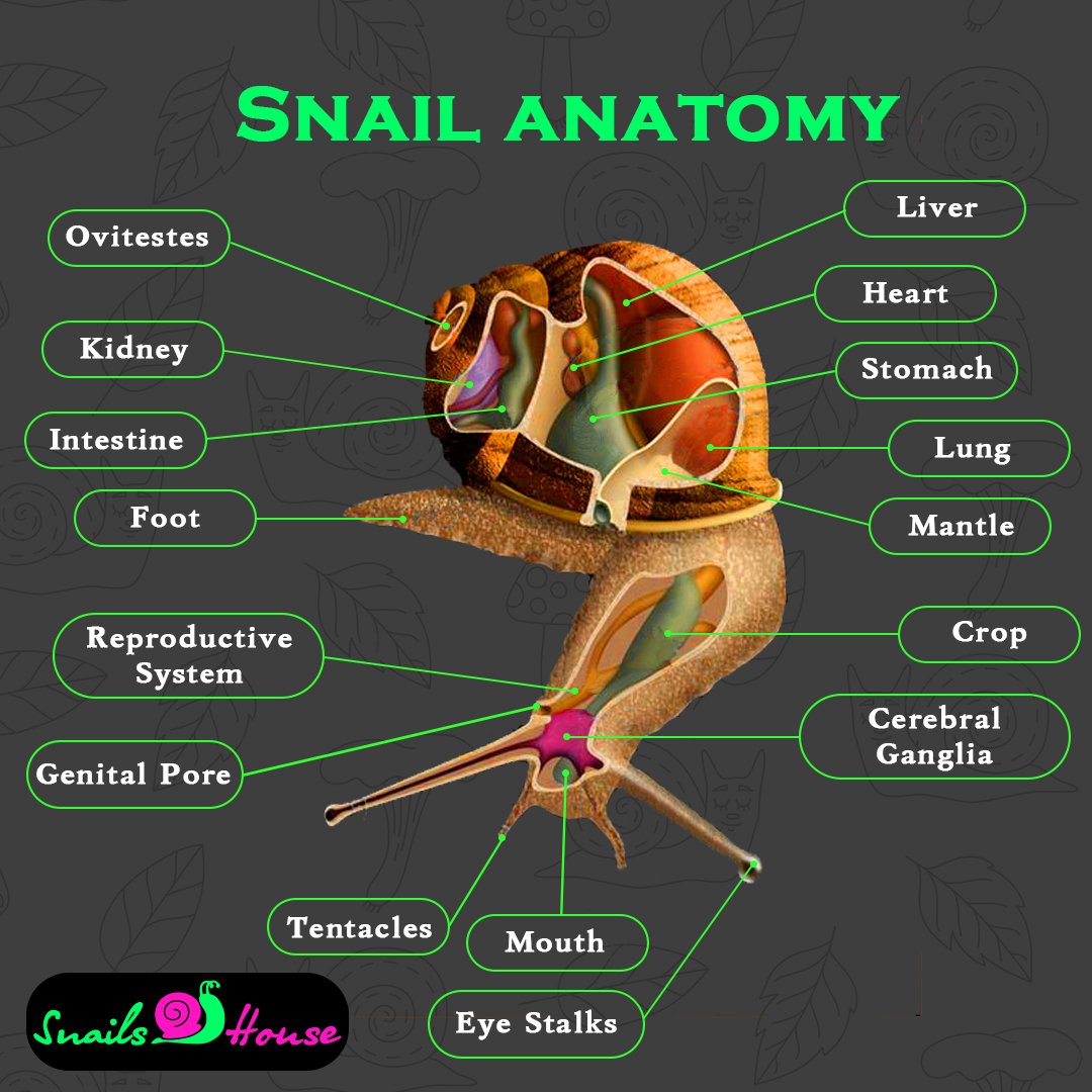Snail Diagram