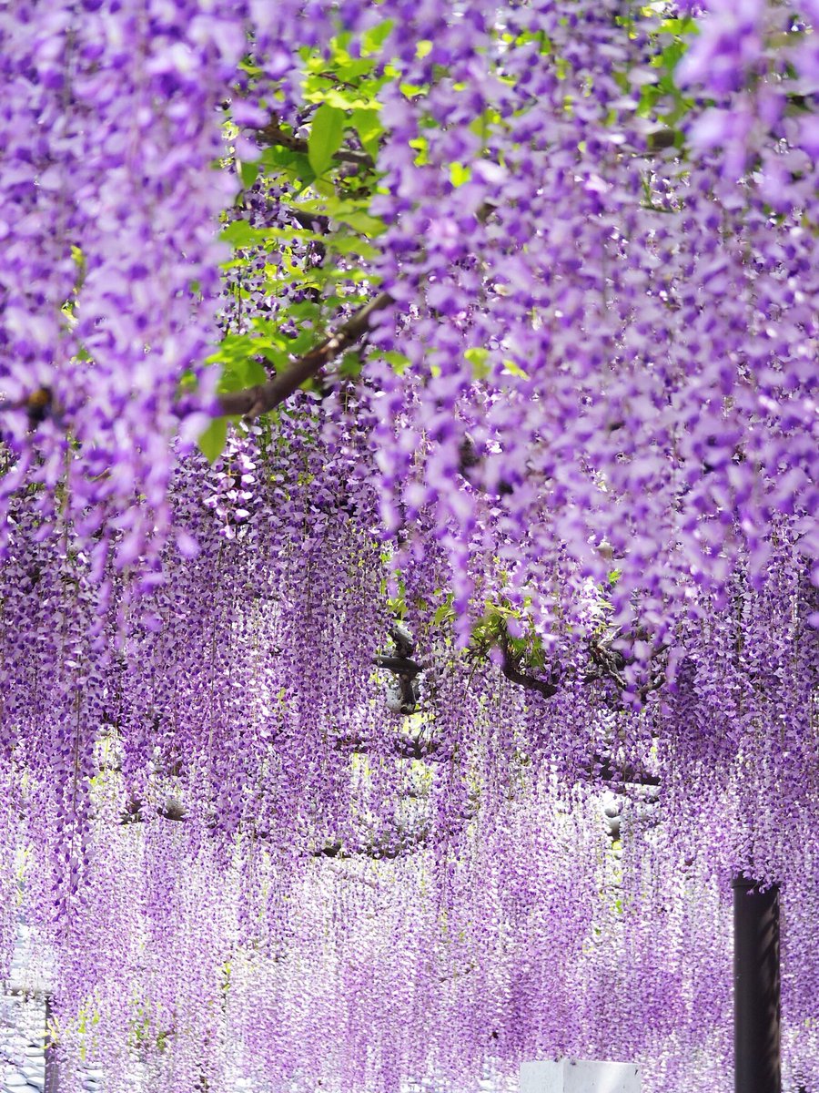 うばたま (@ubatama_photo) | Twitter