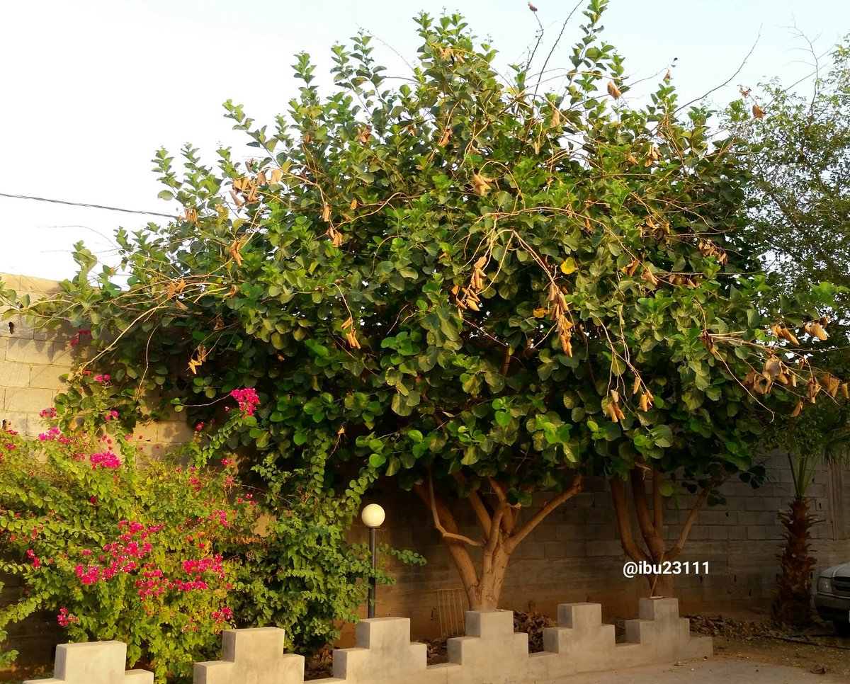 شجرة المخيط Zalant