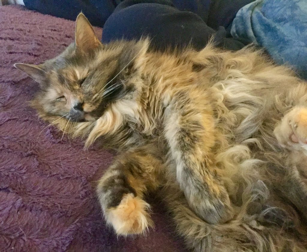 Deaf Cat Explores London By Bicycle And Norwegian Forest Cat Young And ...