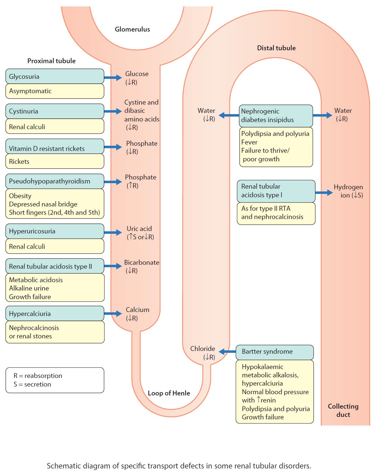 Renal Tubule Diagram