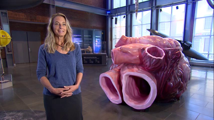 Go inside the mighty heart of a blue whale "this is the biggest heart ...