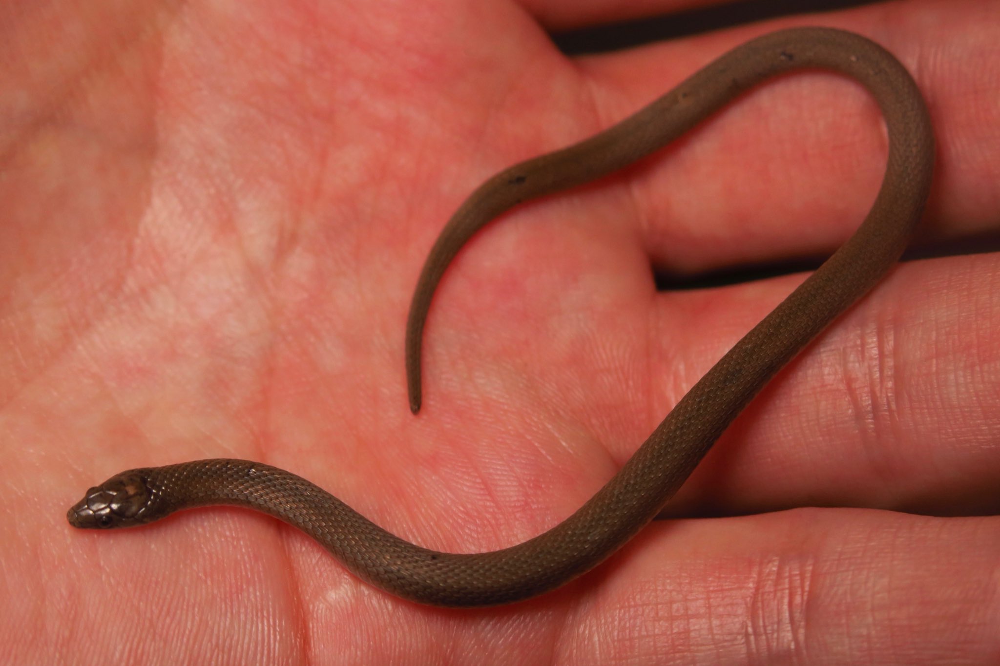 Smooth Earth Snake