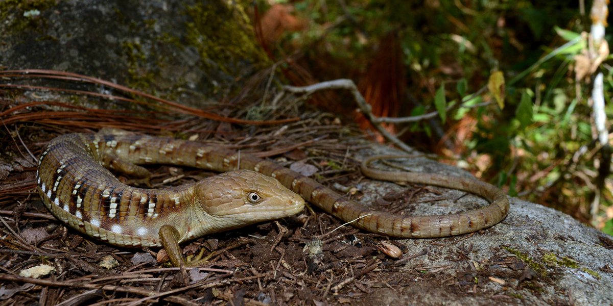 Gerrhonotus Infernalis